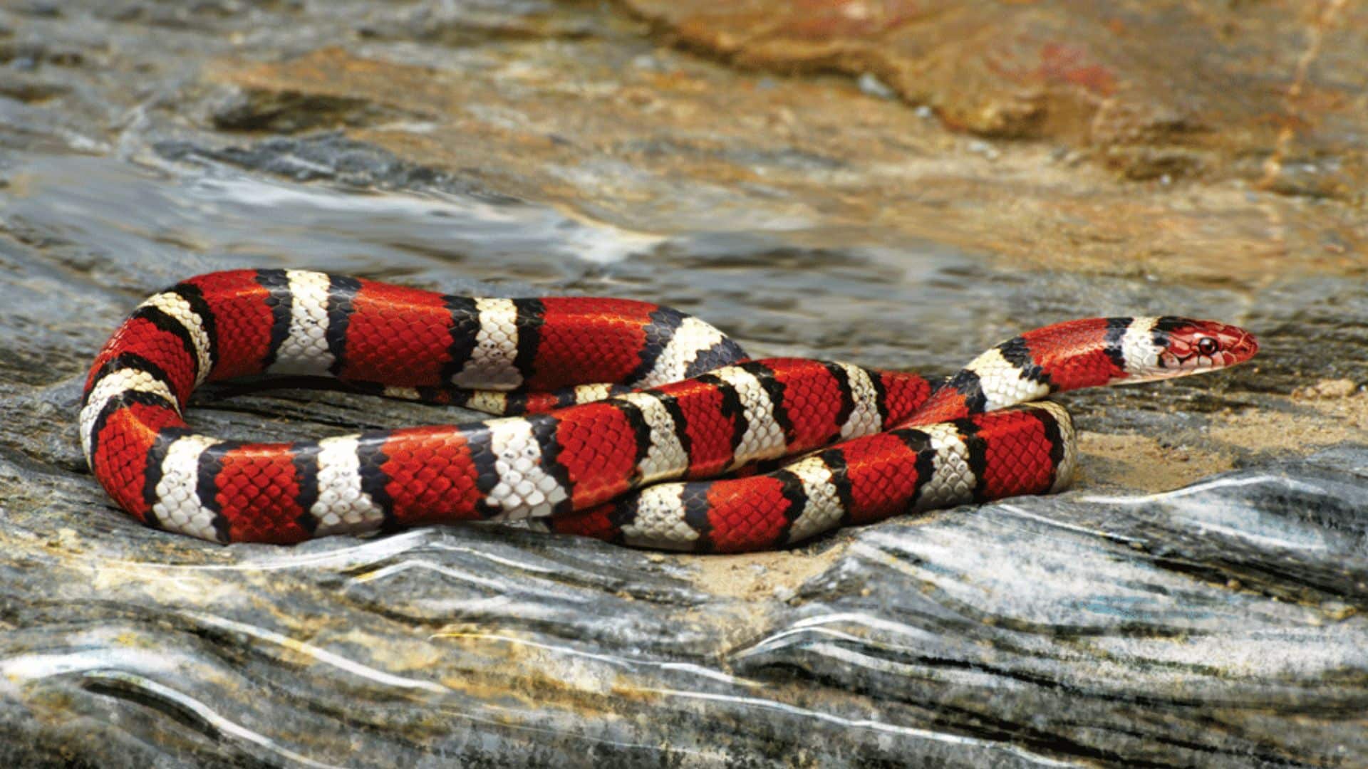 Animals that use mimicry to avoid predators