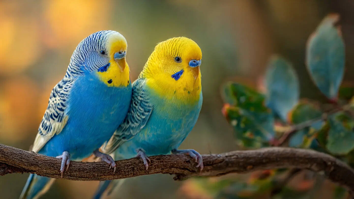 How to build a deep bond with your bird through daily interaction and ...