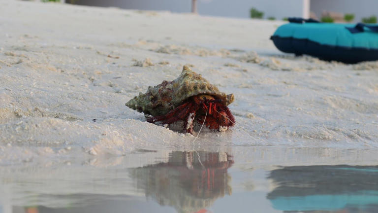 Florida Gulf Coast monitors water after low levels of red tide found