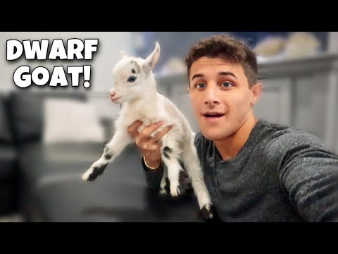 My new pet mini house goat! (Adorable)