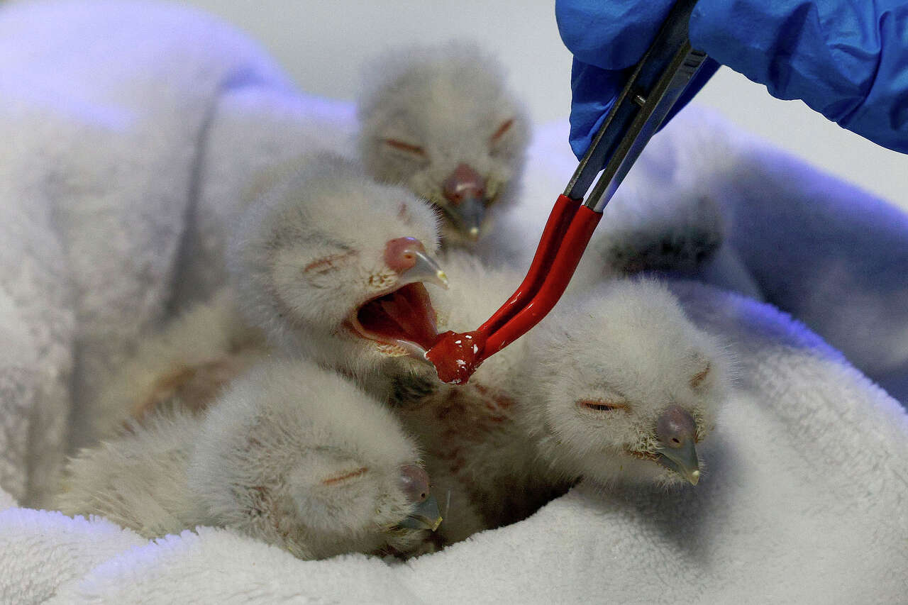 ‘We have animals coming in all day long,' and other quotes of the week