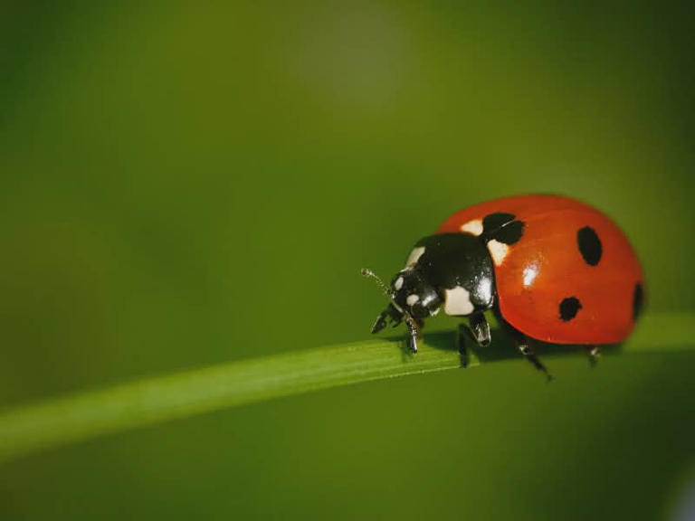 How to get rid of bugs in your vegetable garden naturally