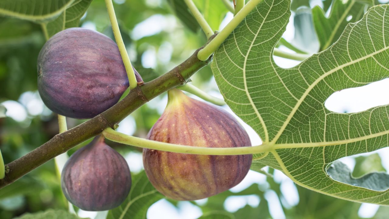 The secret to a fruit-laden fig tree lies in 3 simple tasks – for an ...