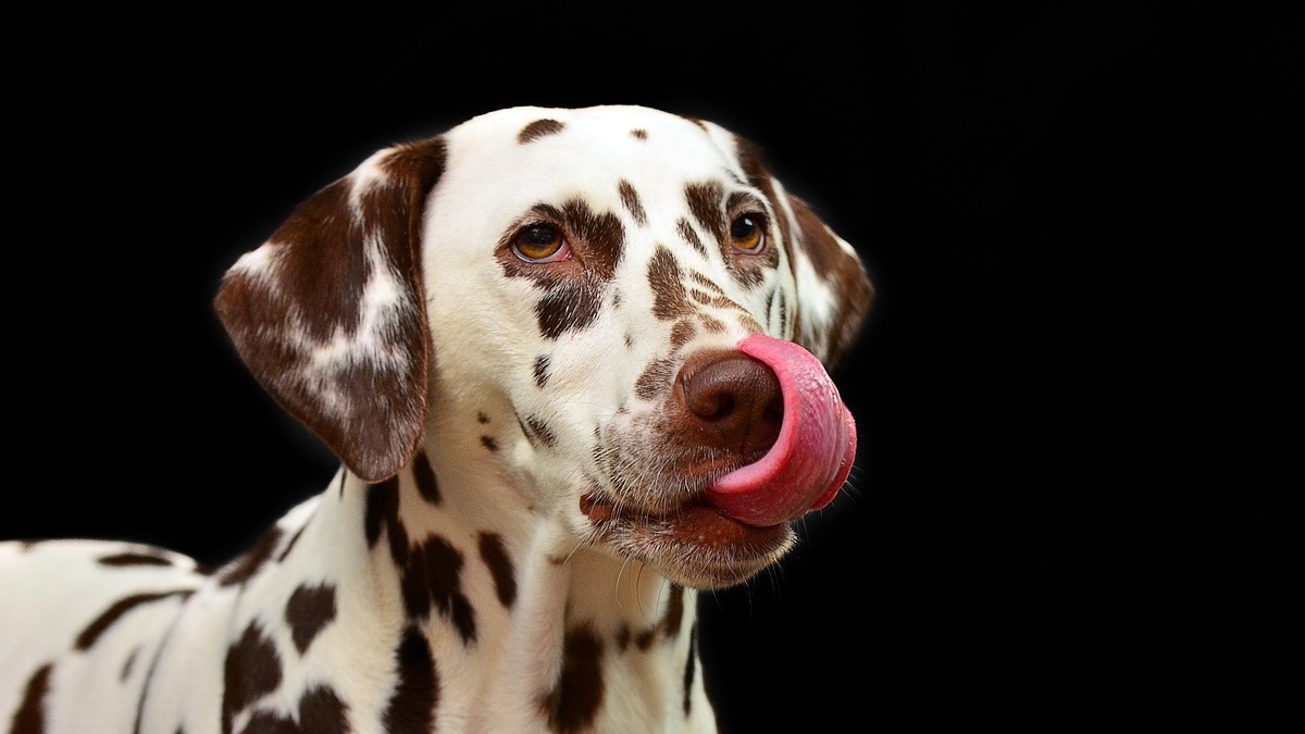 11 breeds you should never let off a leash under any circumstances ...