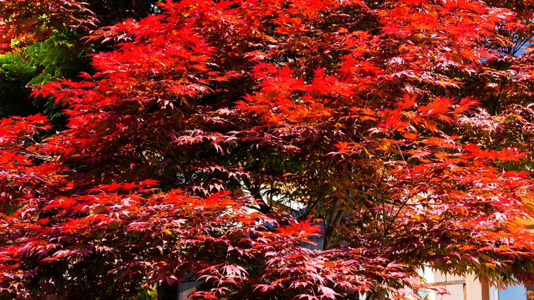 15 small trees that love full sun