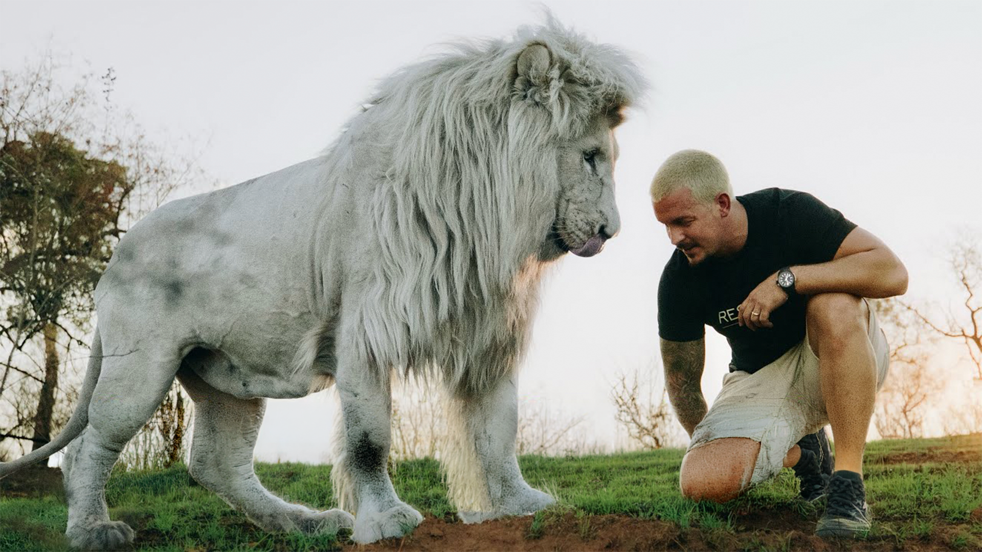 Walk with the Giant Lion Snow