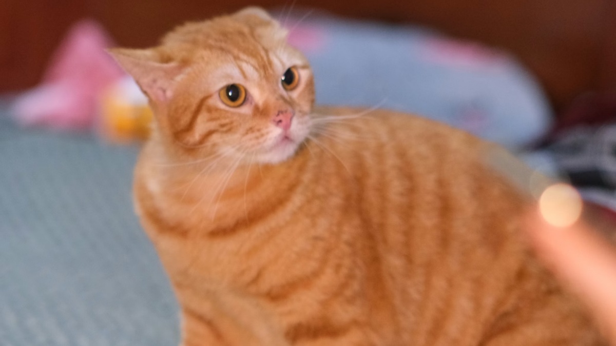 8 silent signs your cat is upset or jealous