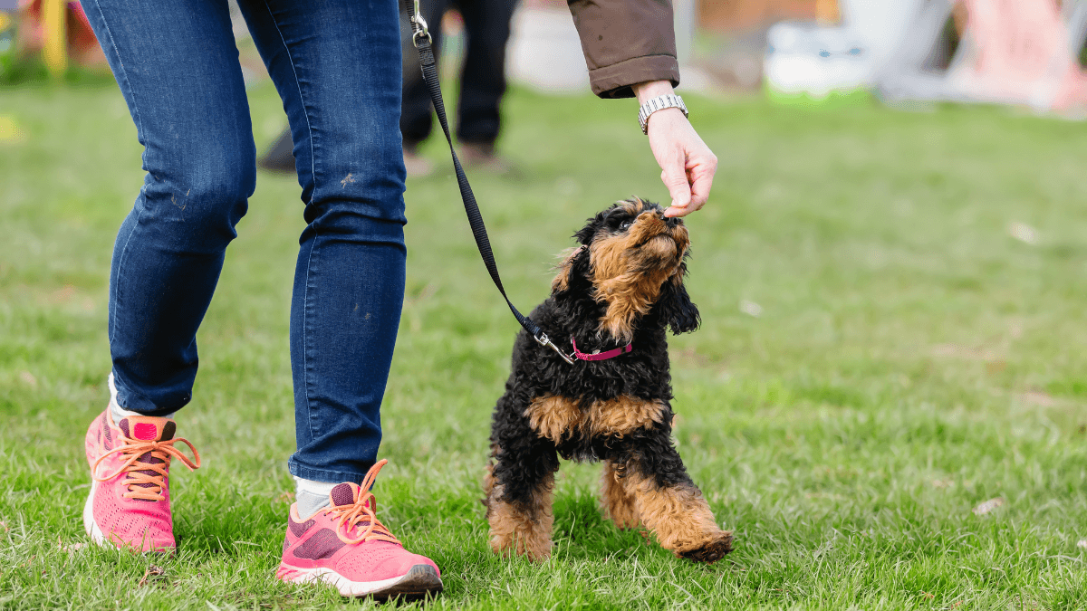 How to create a puppy training routine that actually sticks