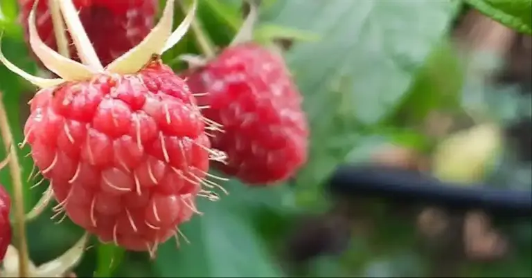 Tym podsypuję maliny w maju i cieszę się dorodnymi owocami. Najlepszy ...