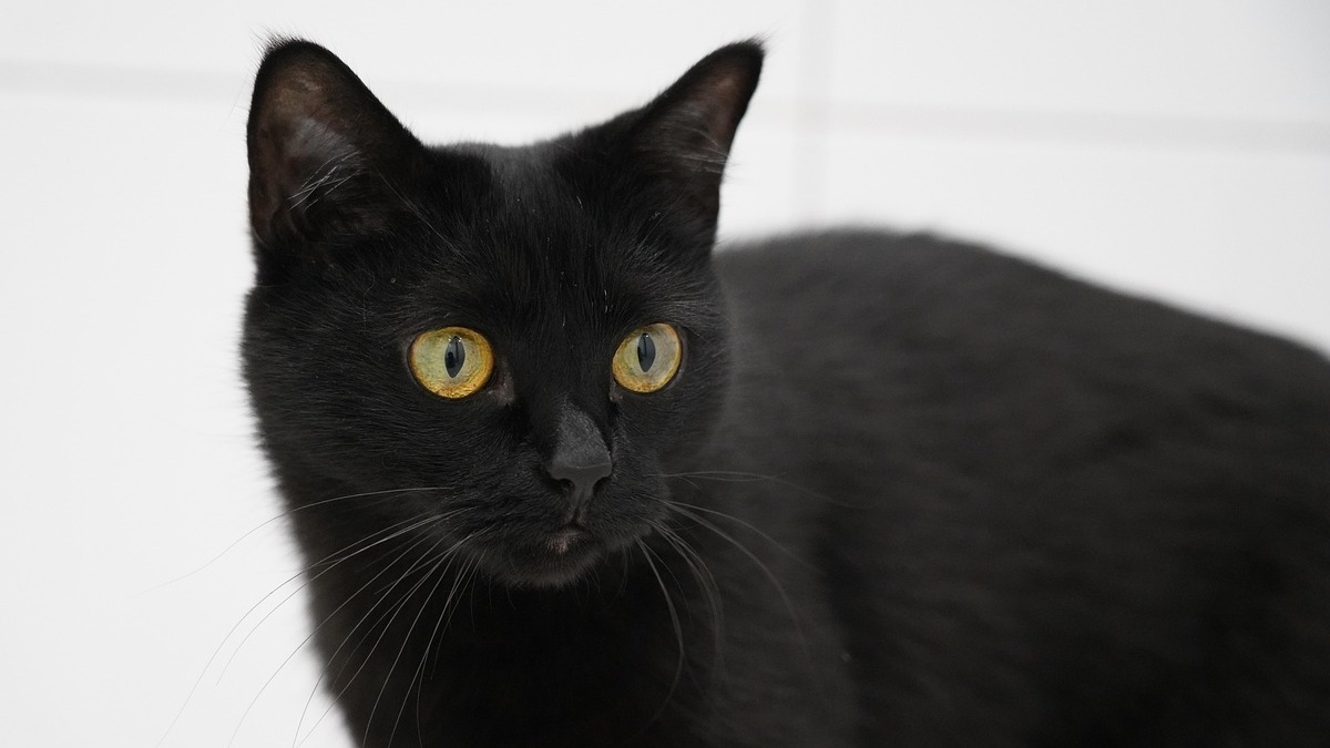 How your cat decides who their favorite human is