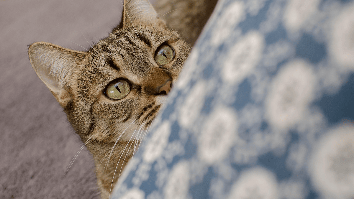 How your cat decides who their favorite human is