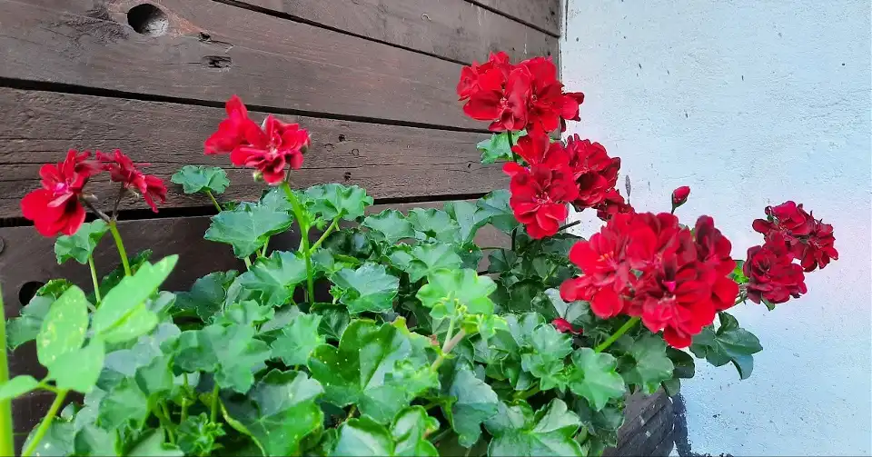 Tym podlewaj pelargonie w maju. Tani trik, by mieć na balkonie mnóstwo ...