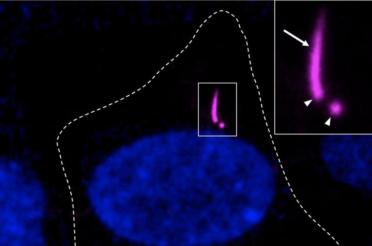 Fluorescent probe lights up centrioles and cilia in living cells across ...