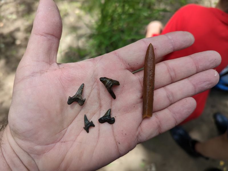 This New Jersey creek is a treasure hunter’s paradise where 72-million ...