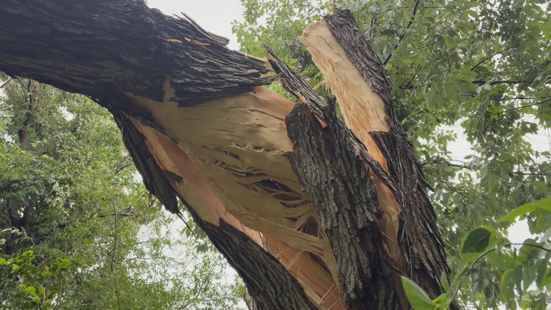 Gulfport storm damage: Trees down on homes after severe weather