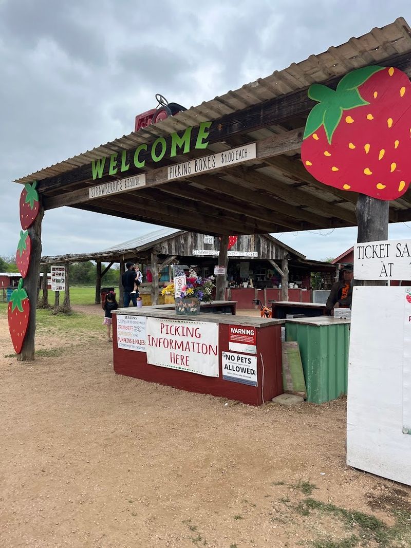 The secret farm in Texas where you can pick fresh strawberries every spring