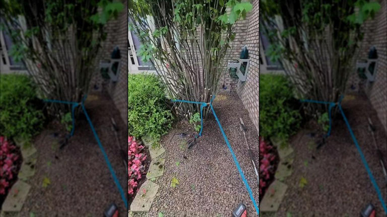 How to remove an entire shrub without digging it out