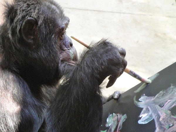 Where is Bubbles now? Michael Jackson's pet chimp is 42 and a ...