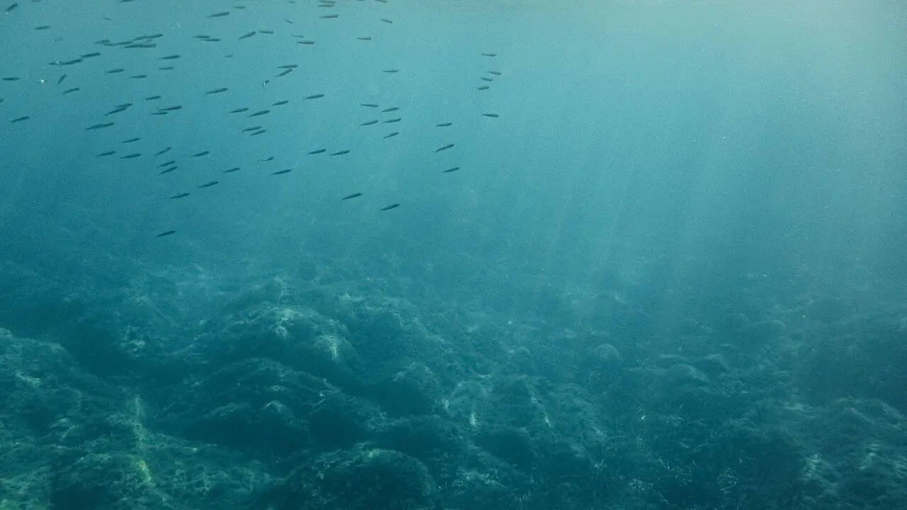 Mystery of strange golden orb found deep in ocean finally solved