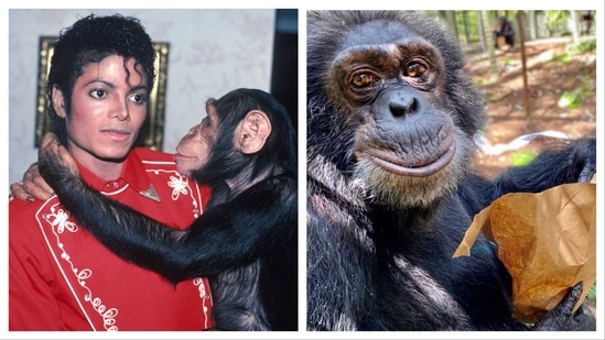 Where is Bubbles now? Michael Jackson's pet chimp is 42 and a ...