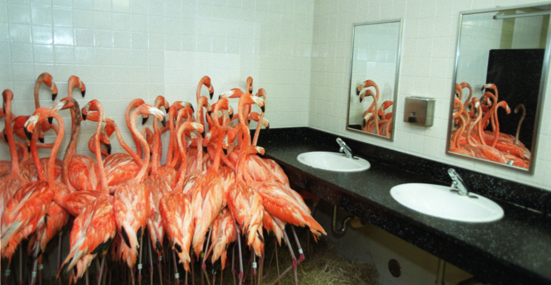 30 fun facts about fabulous flamingos