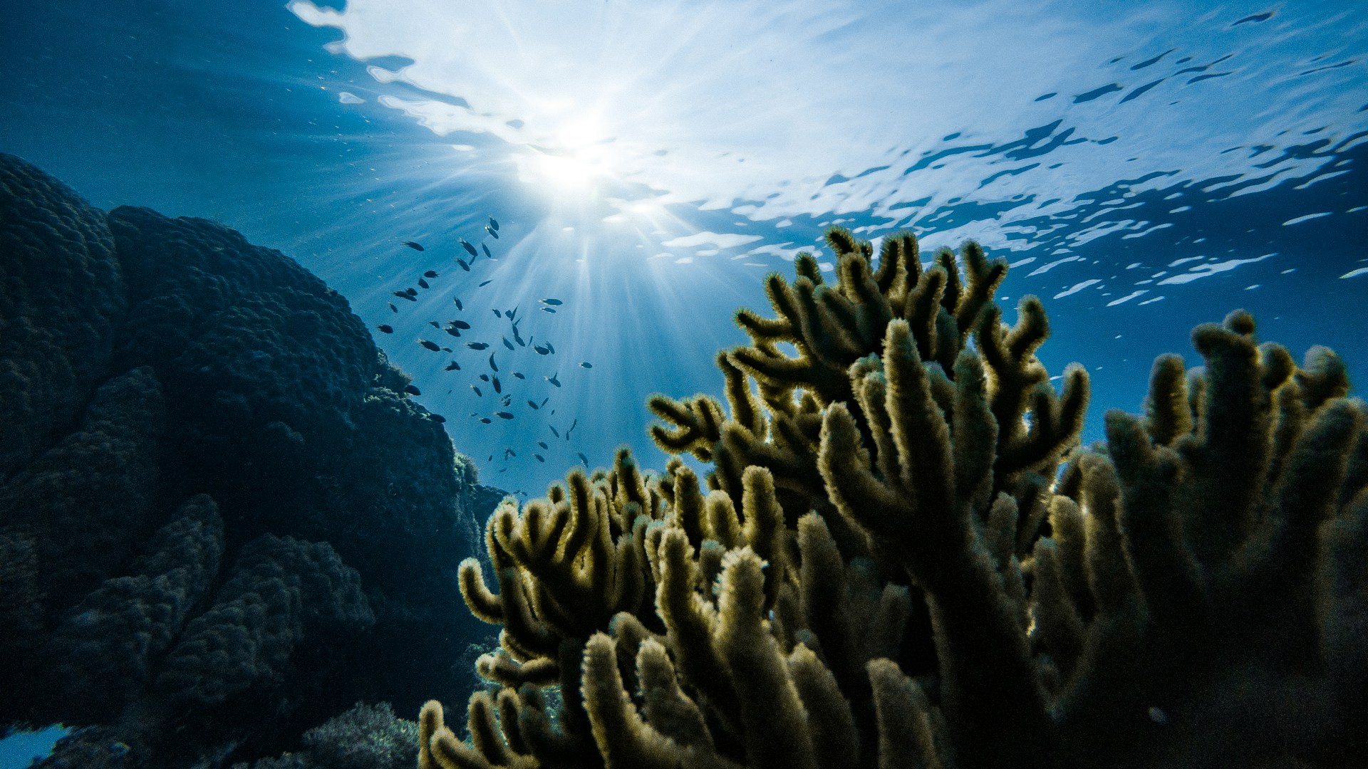 16 ocean wonders that sound made up