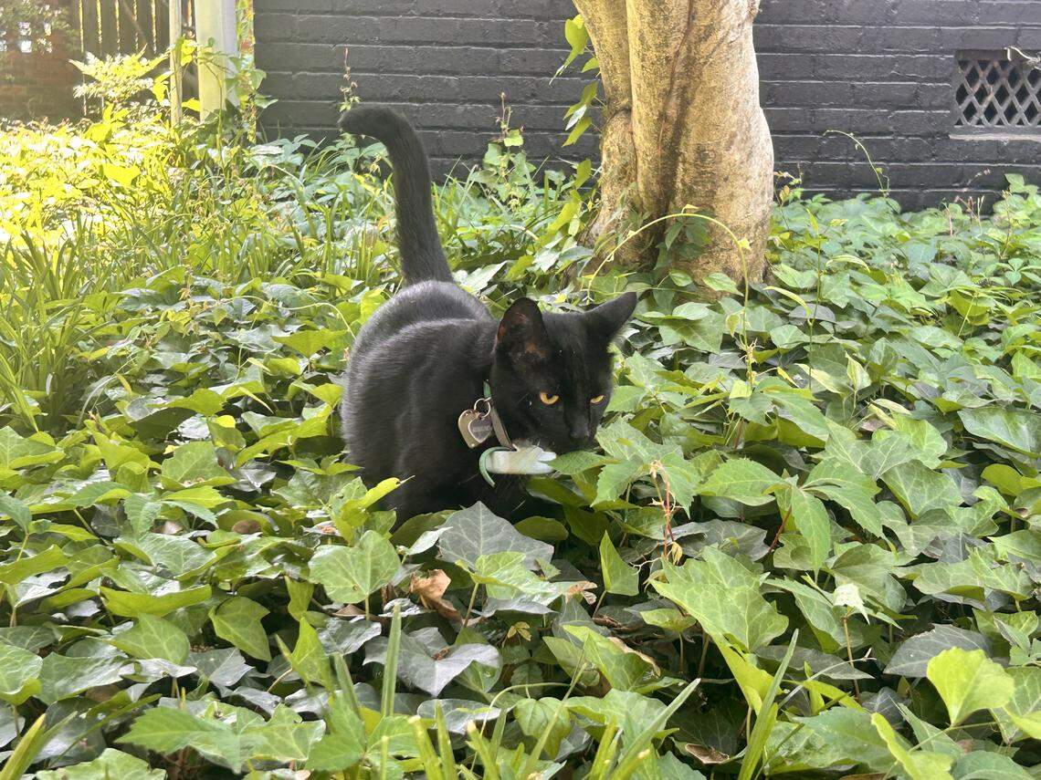 Some of the most popular USC celebrities aren't human. How these campus ...