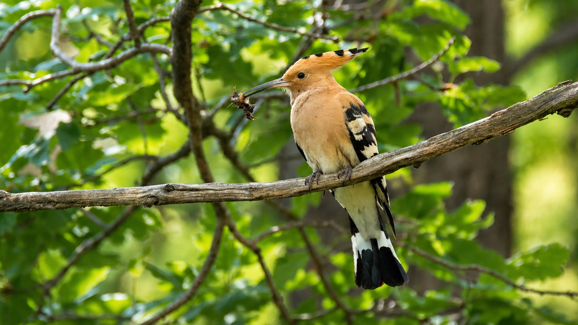 A camera trap shows what this bird did when it found its prey