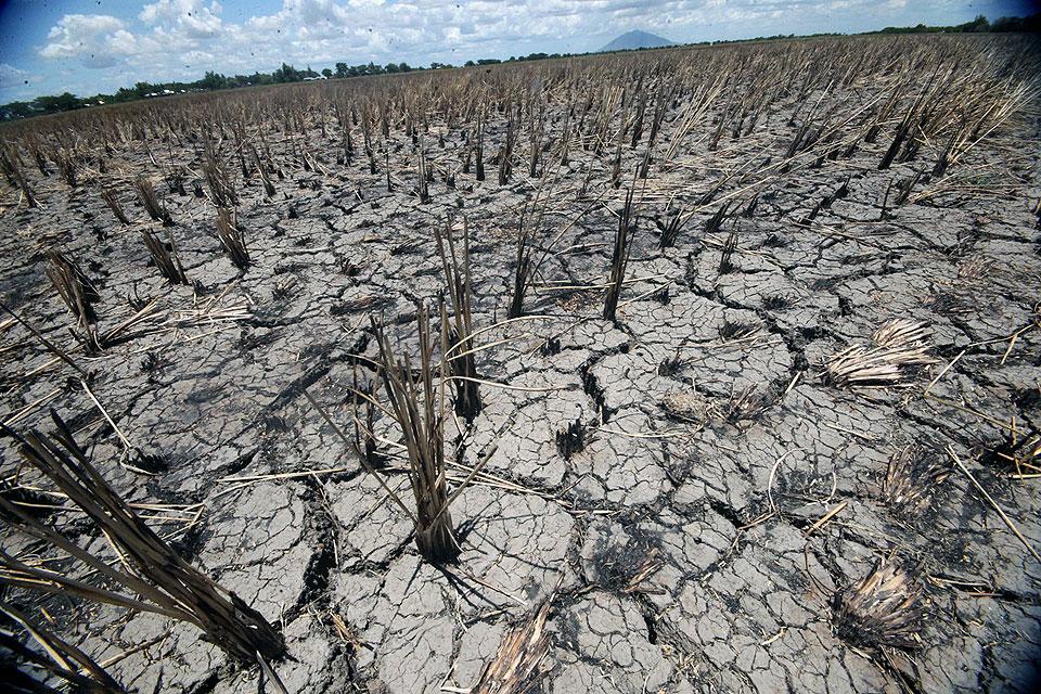 Rice planting delayed as heat, El Niño threaten Calasiao farmers