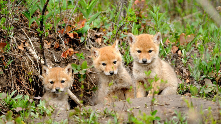 What to do if you find a baby coyote in your yard