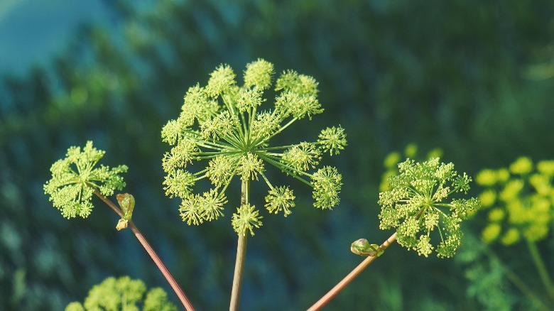 What can you use celery seeds for?