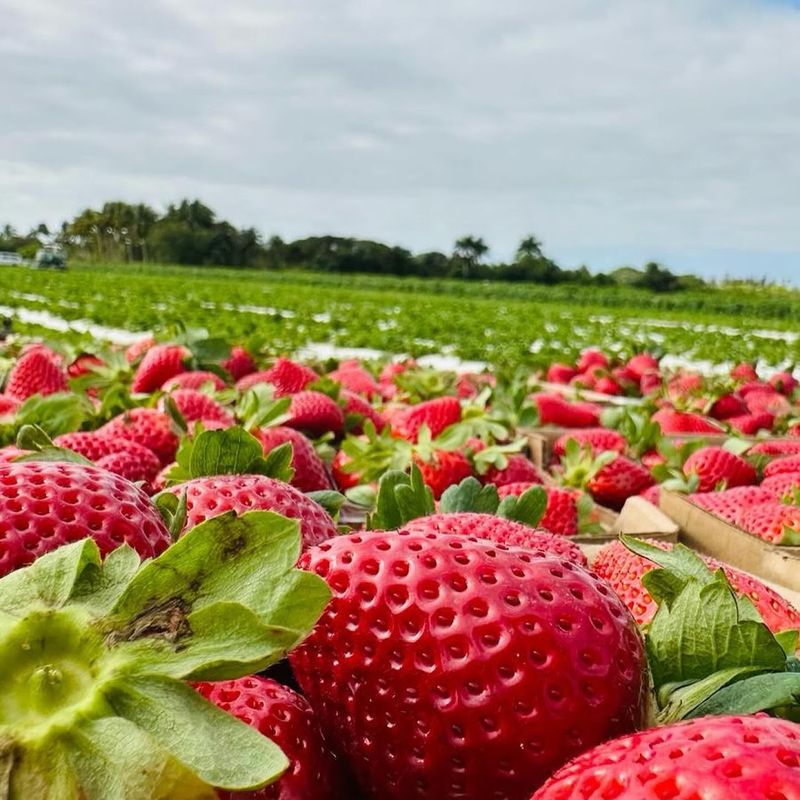 The secret farm in Texas where you can pick fresh strawberries every spring