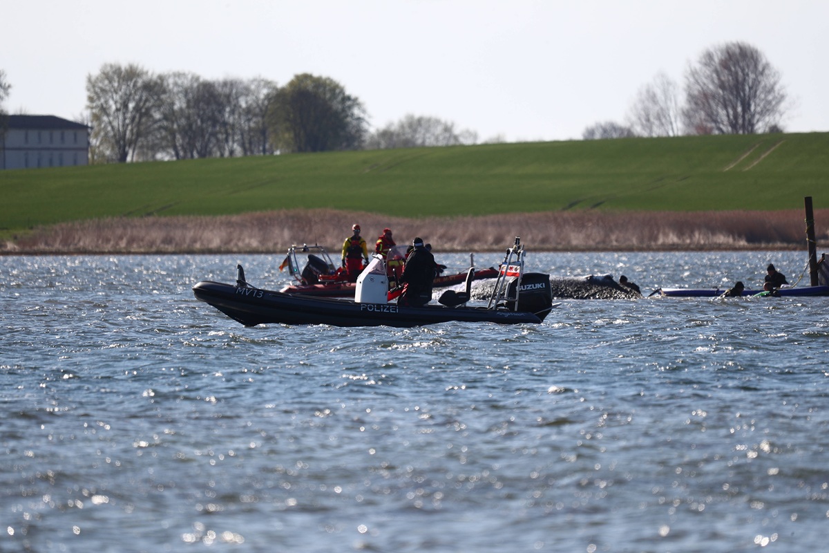 Rettungsaktion 2.0 – So soll Wal Timmy endlich in die Freiheit geführt ...