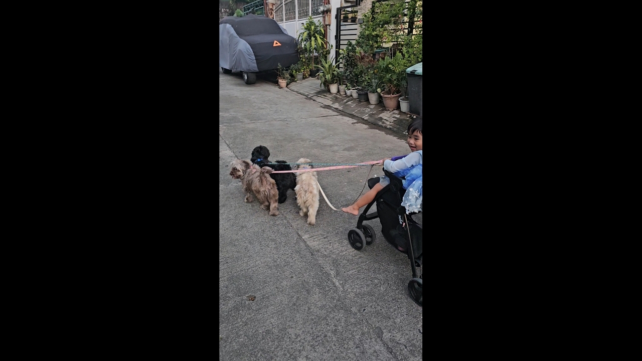 Three Shih Tzus pull stroller with boy in playful outdoor moment in ...