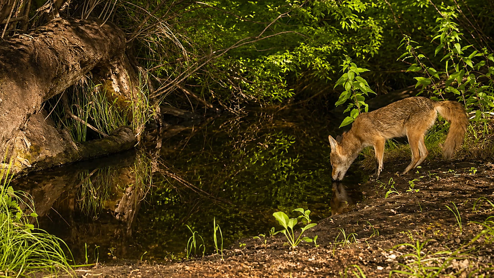 A camera trap recorded this quiet moment by the riverbank