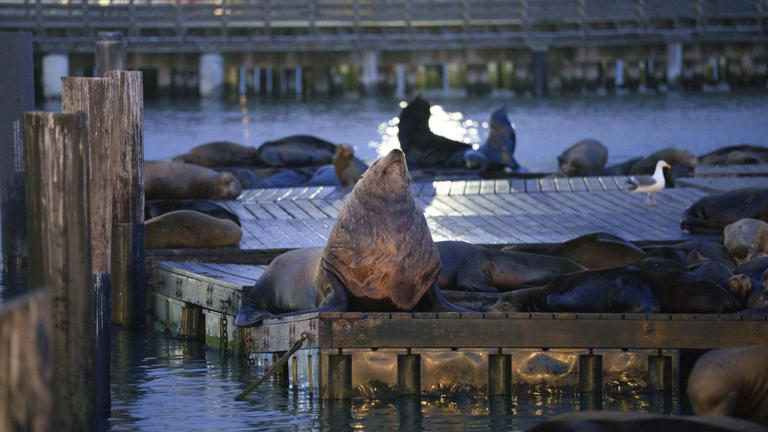 San Francisco is going nuts over a giant sea lion named Chonkers