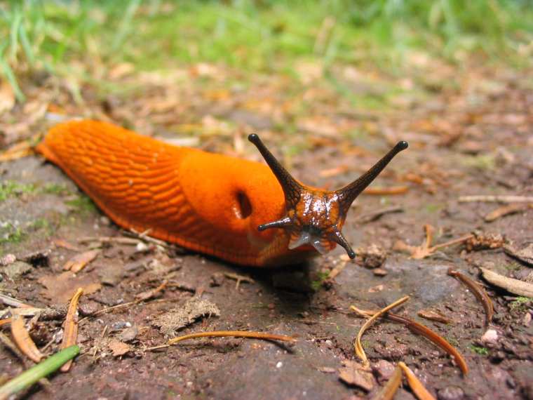I’m a gardener – why I’m ignoring the advice not to kill slugs