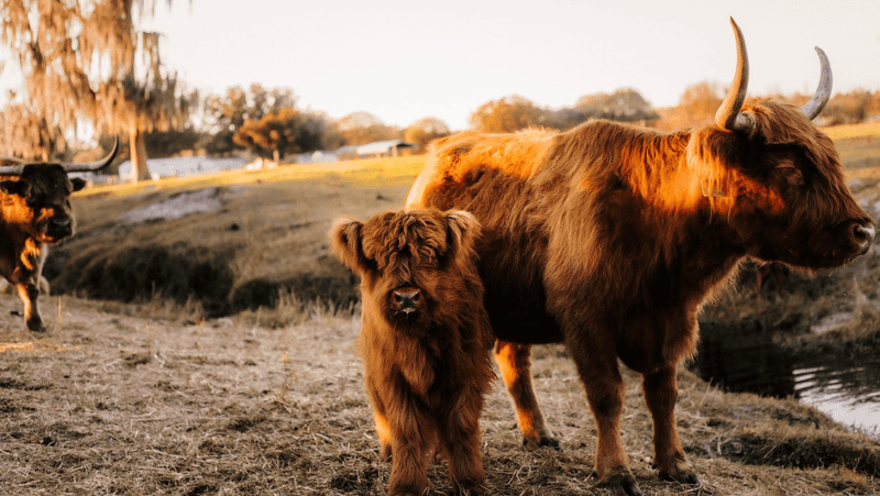 Scottish highland cows with hair like stuffed animals are hiding on ...