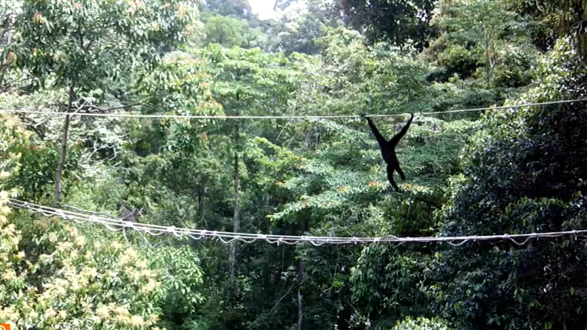 Orangutan uses canopy bridge to cross a road in North Sumatra