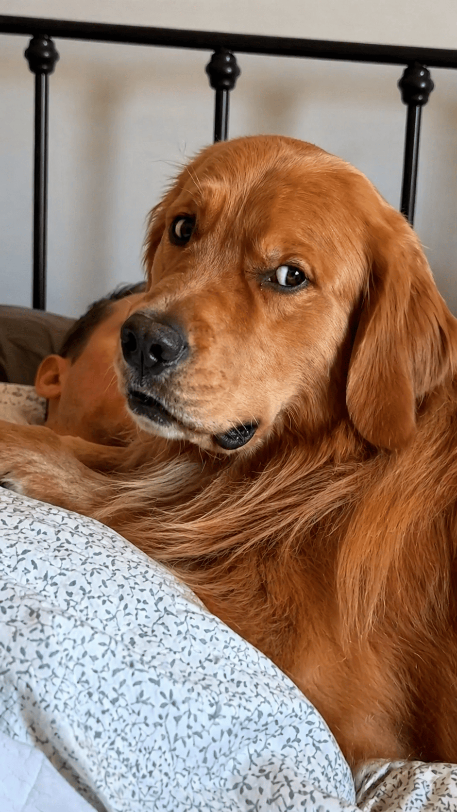 If your dog ever looked at you like this