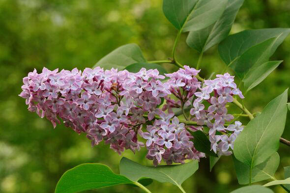 Get your lilacs to flower again next year by completing one simple task