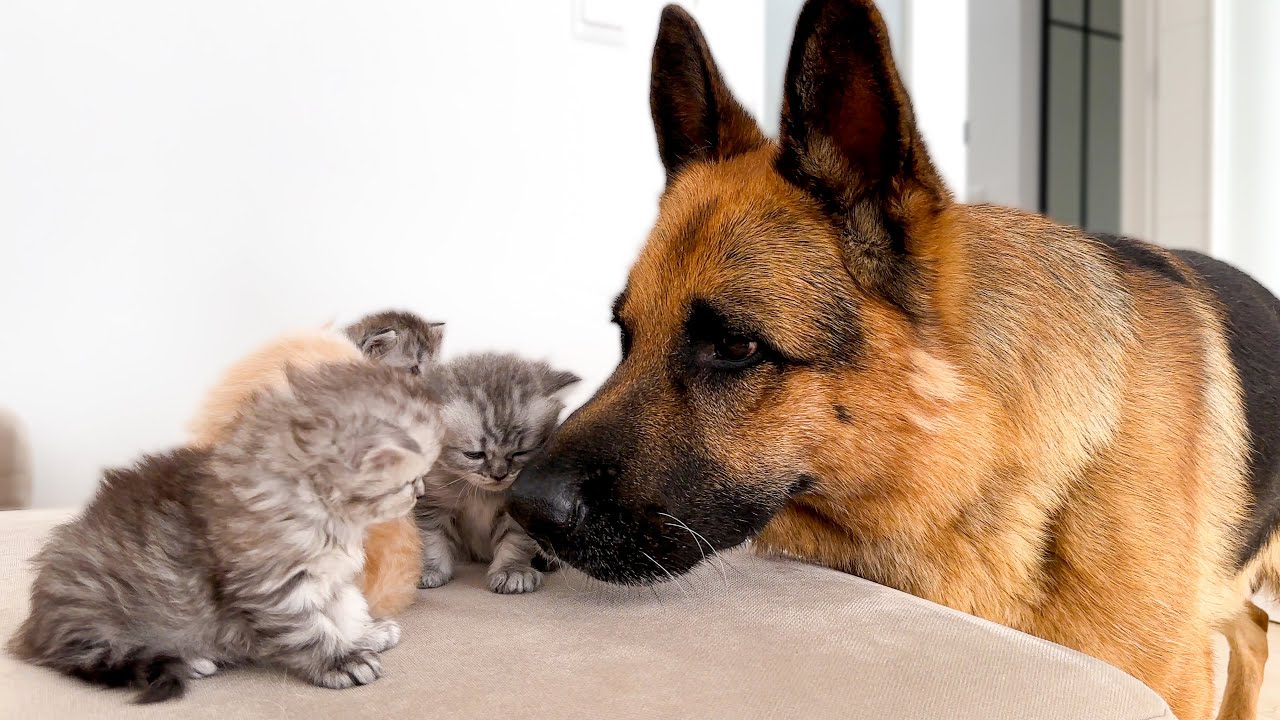 German shepherd’s first reaction to little kittens