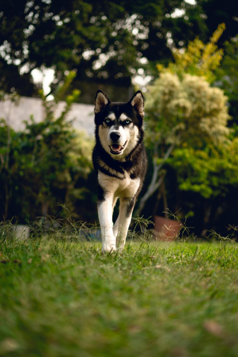 12 dogs that demand patience but give back endless joy
