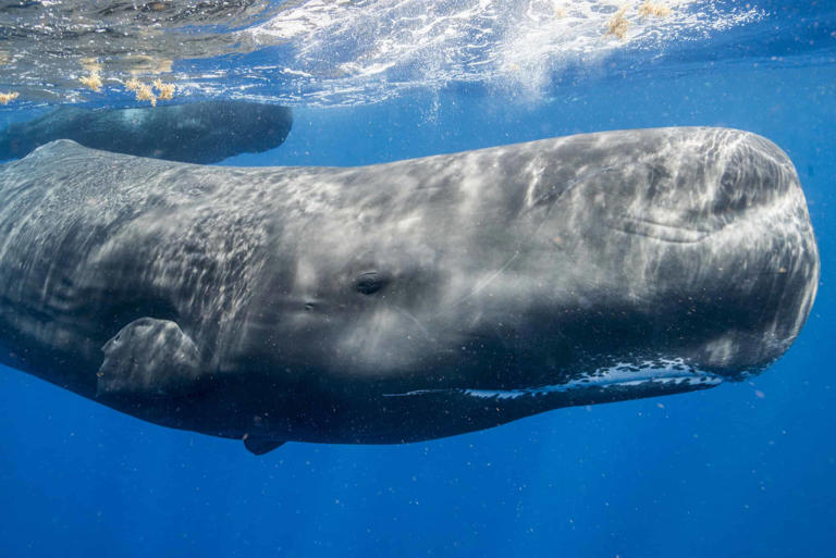 Sperm whales have an alphabet. AI is learning to read it.