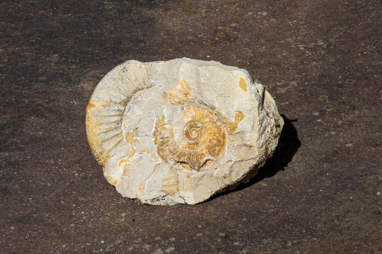 Scientists found 400M old fossils that don’t fit any known species