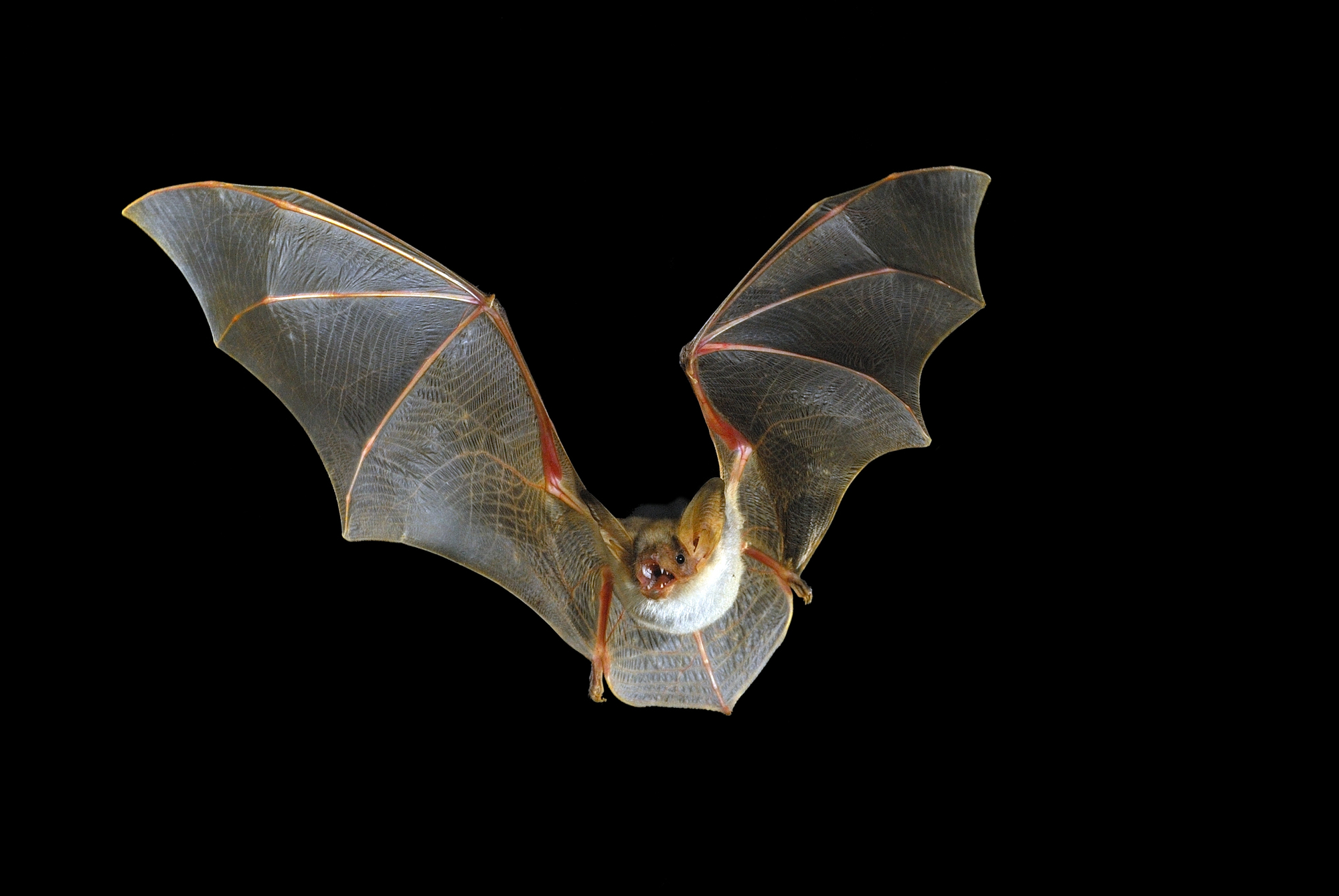 16 misunderstood facts about bats – International Bat Appreciation Day ...