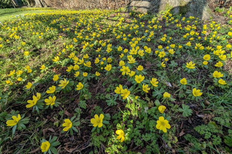 The gorgeous gardens near Cambridgeshire 'overflowing with bulbs and ...