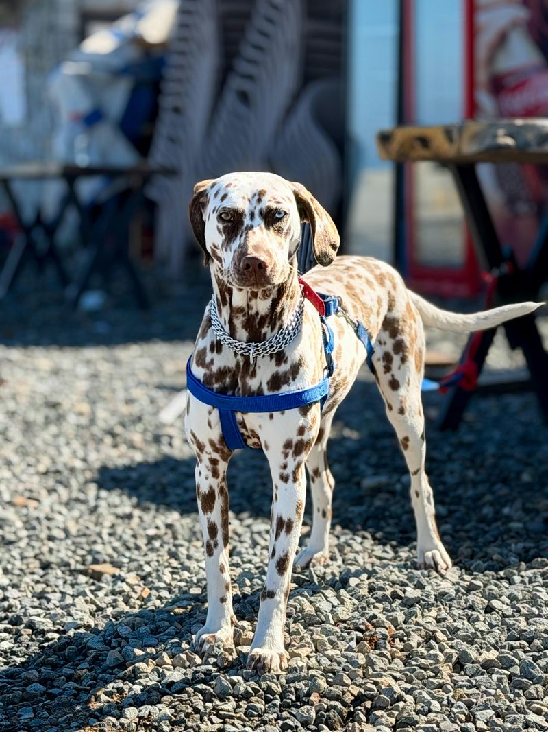12 dogs that demand patience but give back endless joy
