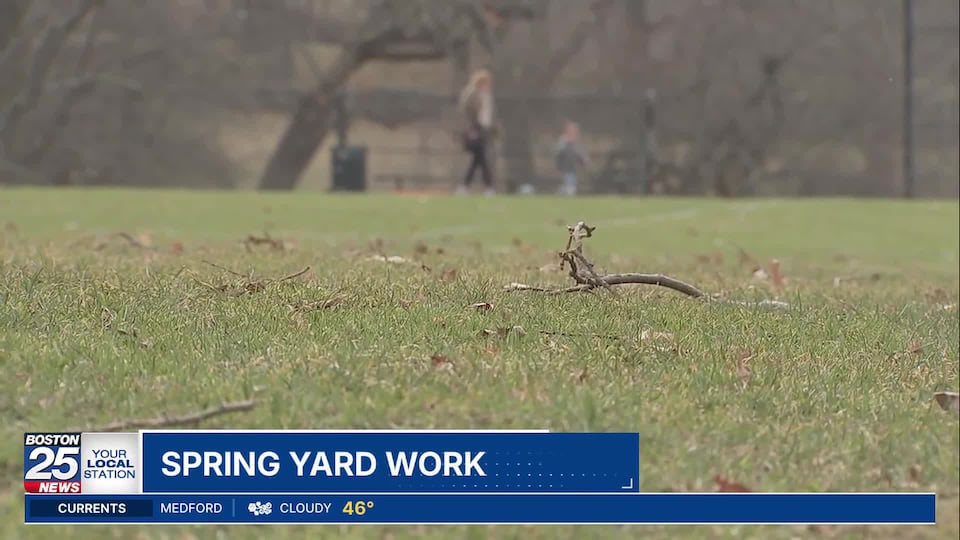 'Everything looks rougher in the winter': Local arborist offers tips on ...