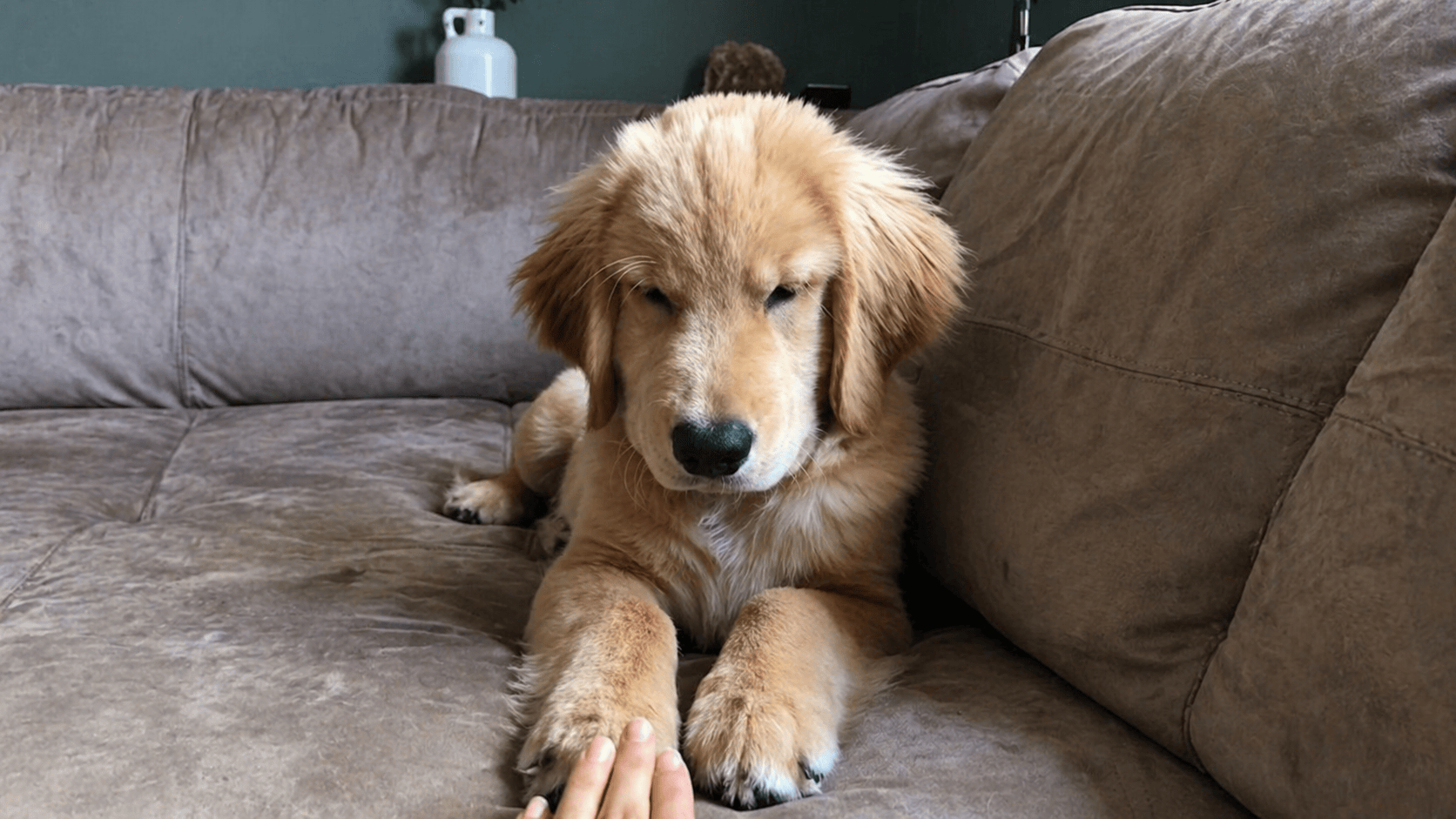 I booped my dog one too many times